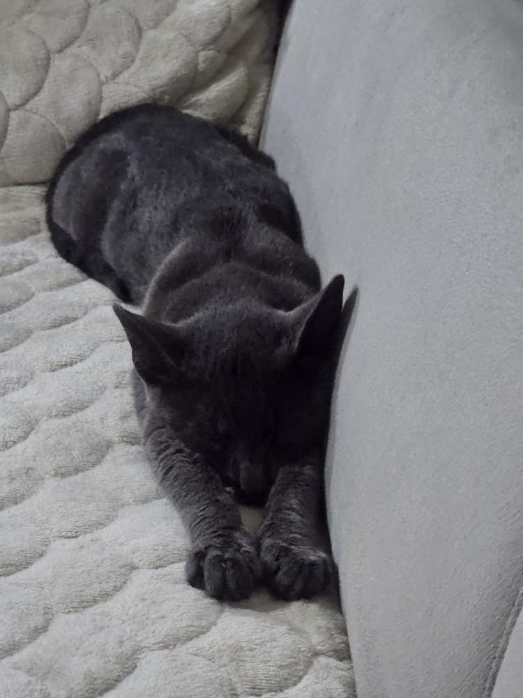 Audi A5 2.0 tdi quattro 102000 presao,nov nov - Automobili - OLX.ba