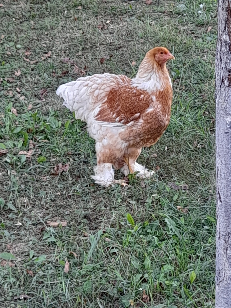 Uzgoj i prodaja jaja Japanske prepelice - Meso i mesni proizvodi - OLX.ba