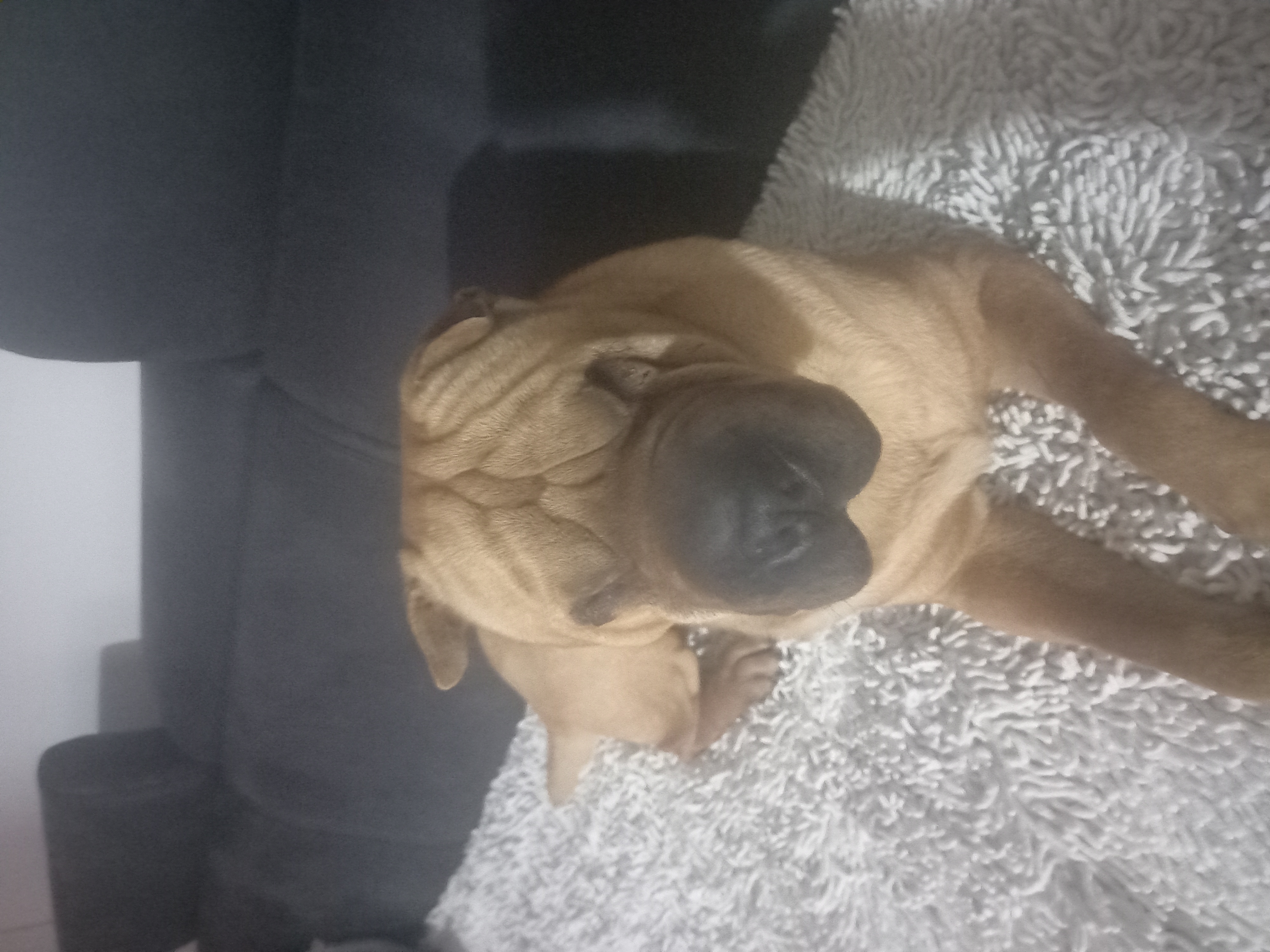 Tablet Samsung - Tablet PCs - OLX.ba