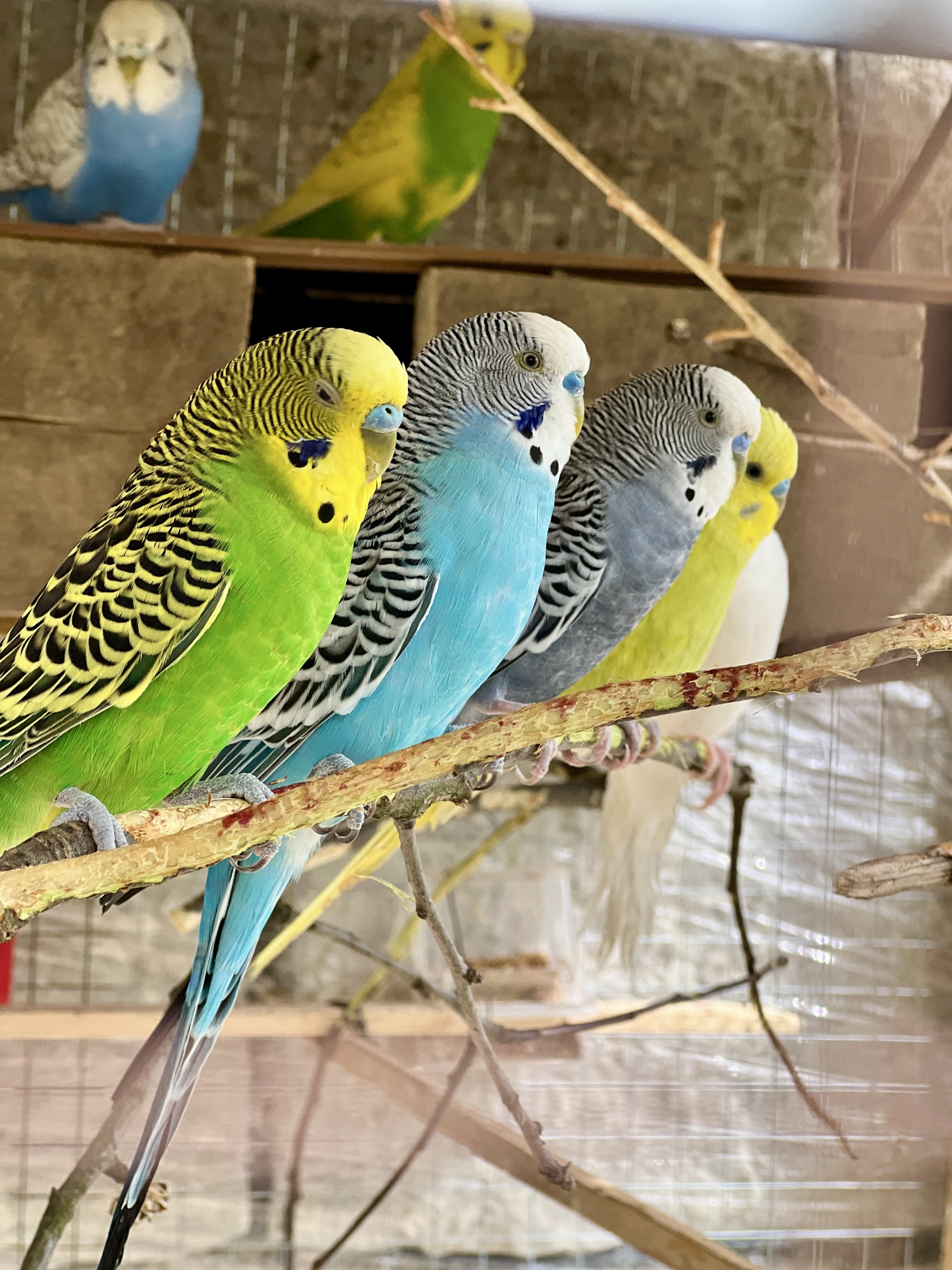 Papagaji tigrice - Ptice - OLX.ba