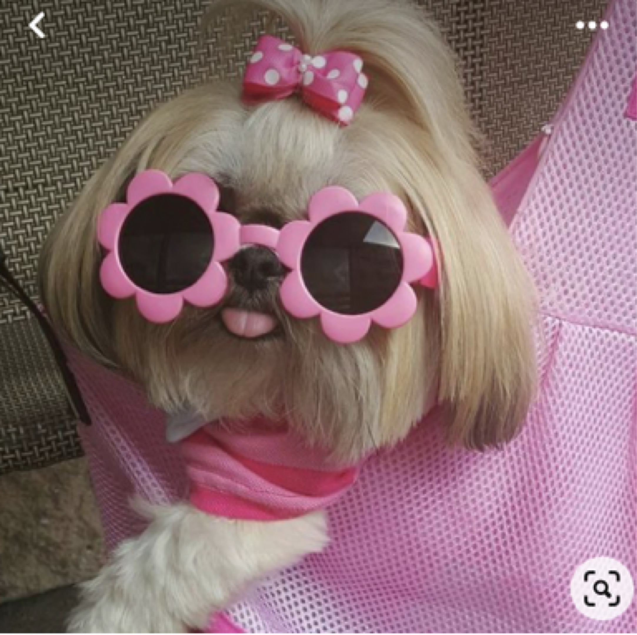 Gucci papuce japanke - Papuče za žene - OLX.ba