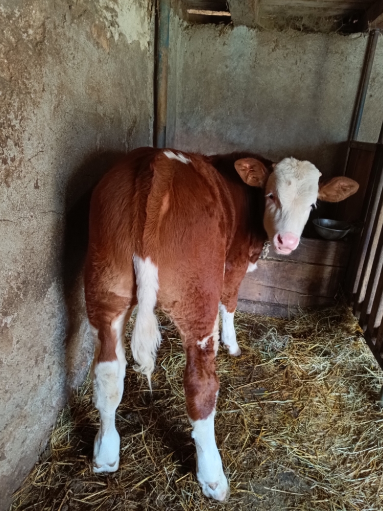 Krava jalova za kurbana - Krave - OLX.ba