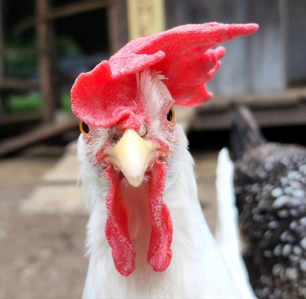 Leghorn 3 koke 3 mjeseca - Kokoške - OLX.ba