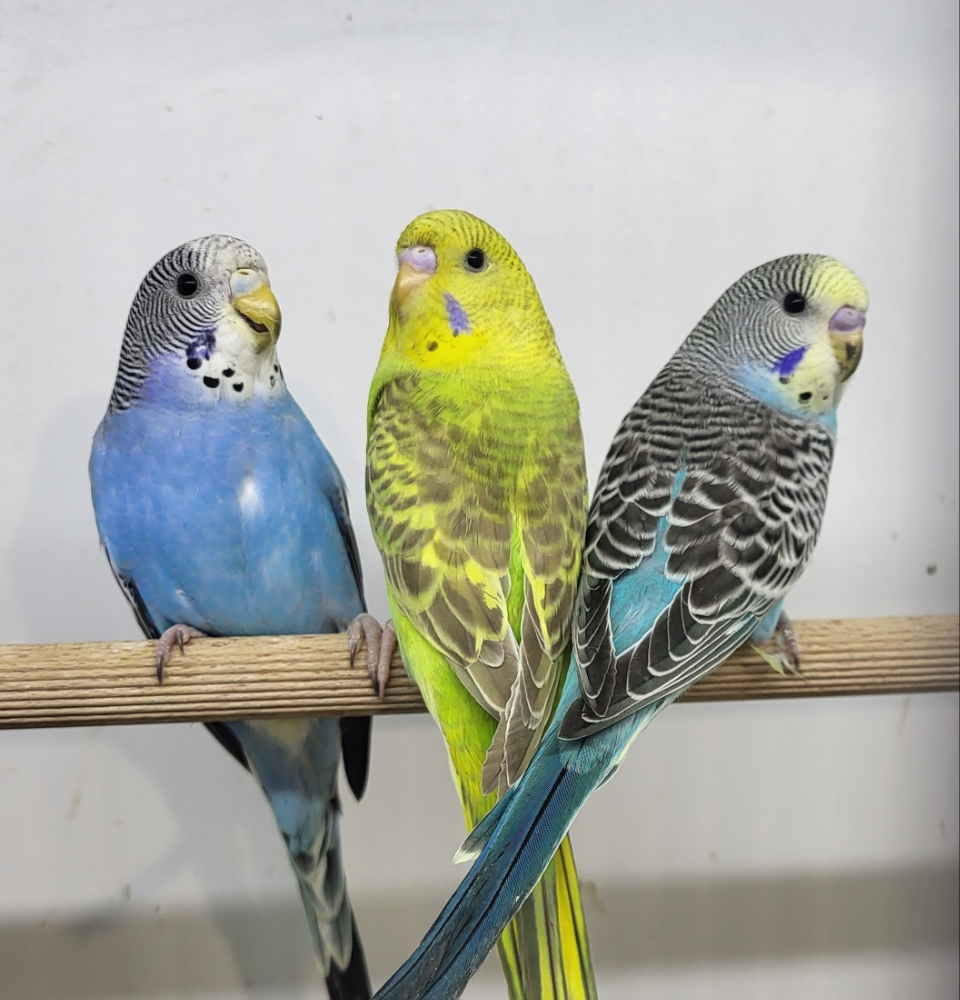 Papagaj mali aleksandar 065/887-482 - Ptice - OLX.ba