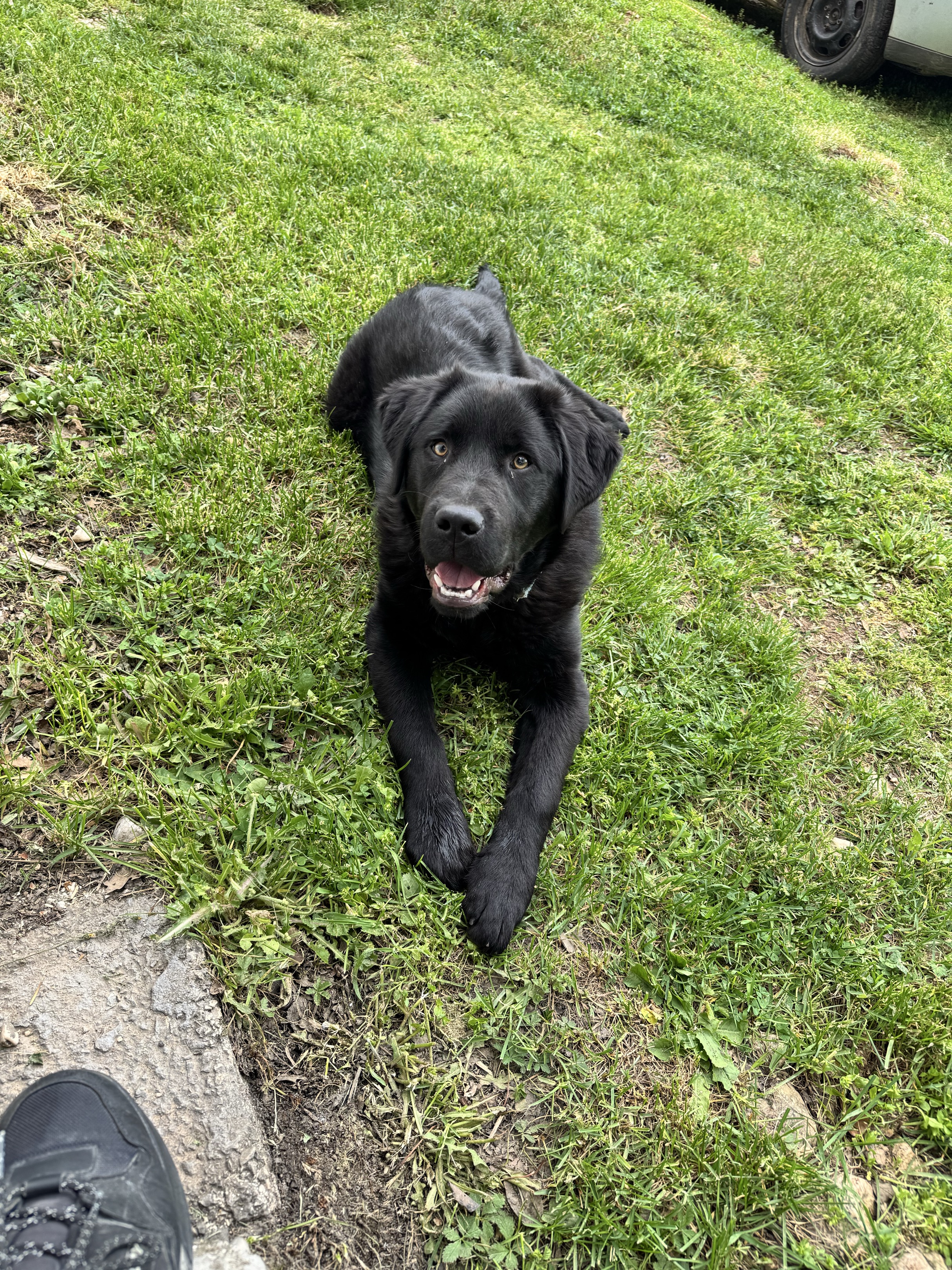 Ribarske čizme Tigar Drina - Ribolovna obuća - OLX.ba