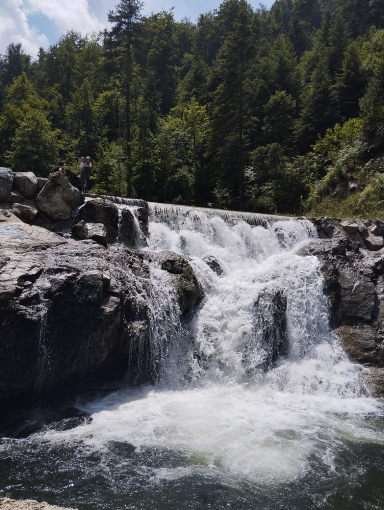 Maine Cone mačka - Mačke - OLX.ba
