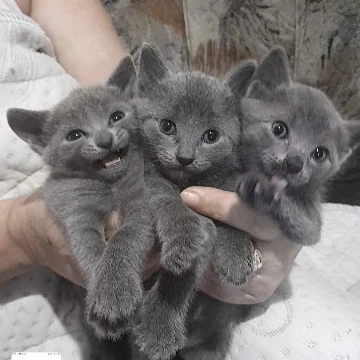 Rusko plavo mace musko 1 - Mačke - OLX.ba