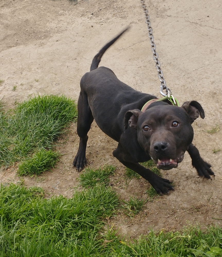 Puma muske patike - Tene/Patike za muškarce - OLX.ba