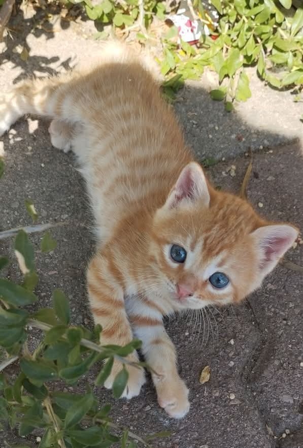 Torbica Hugo Boss muska - Muške torbe i torbice - OLX.ba