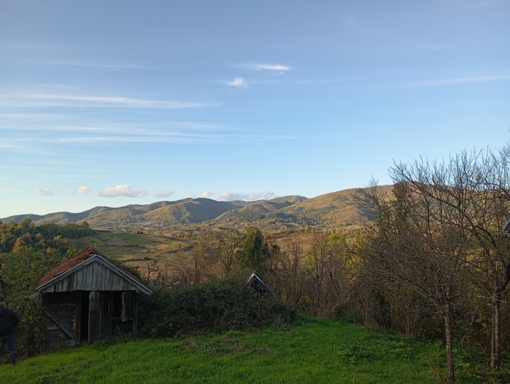 Krava jalova 065546977 - Krave - OLX.ba