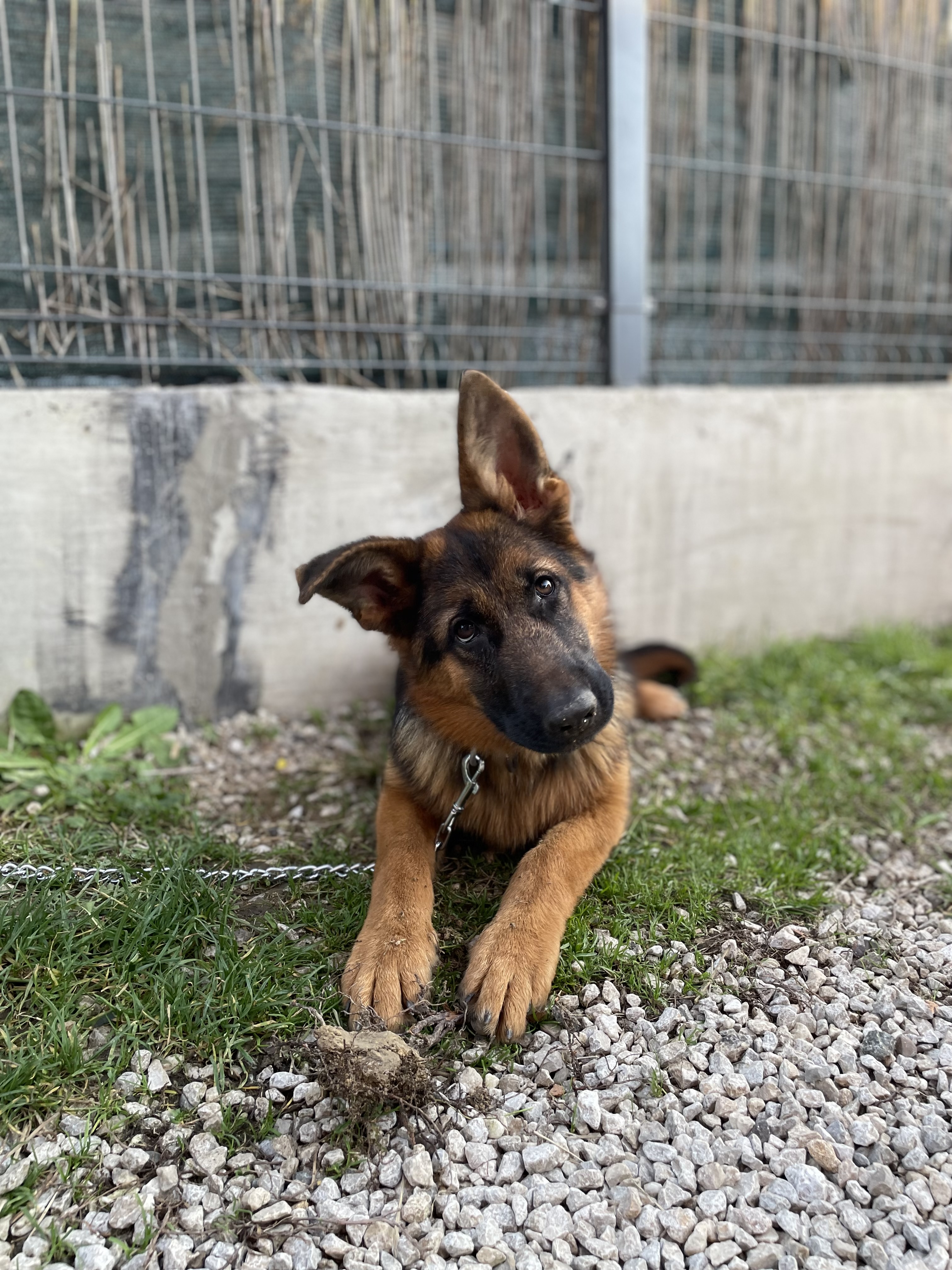 Njemacki ovcari čistokrvni Odlične krvi !! - Psi i Štenad - OLX.ba