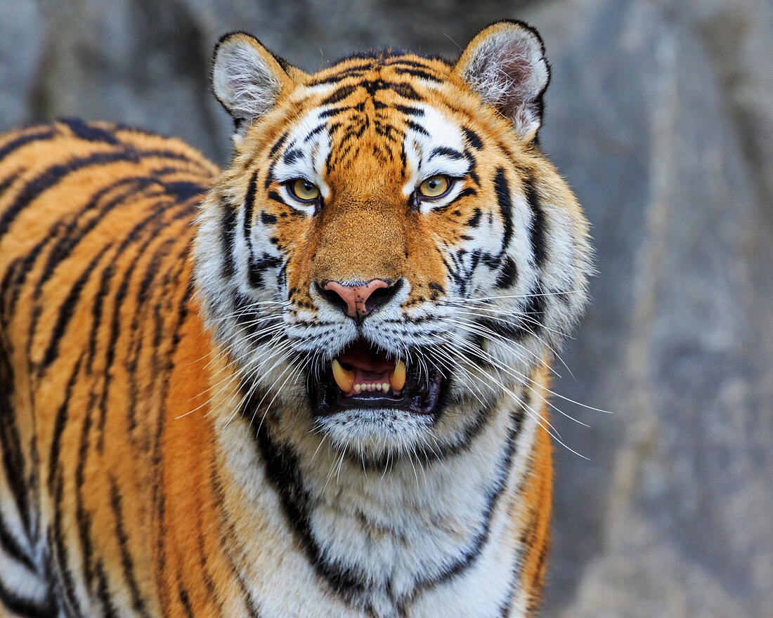 Chevrolet Aveo, Lacetti, BiH table, AKCIJA, FIKSNO - Automobili - OLX.ba