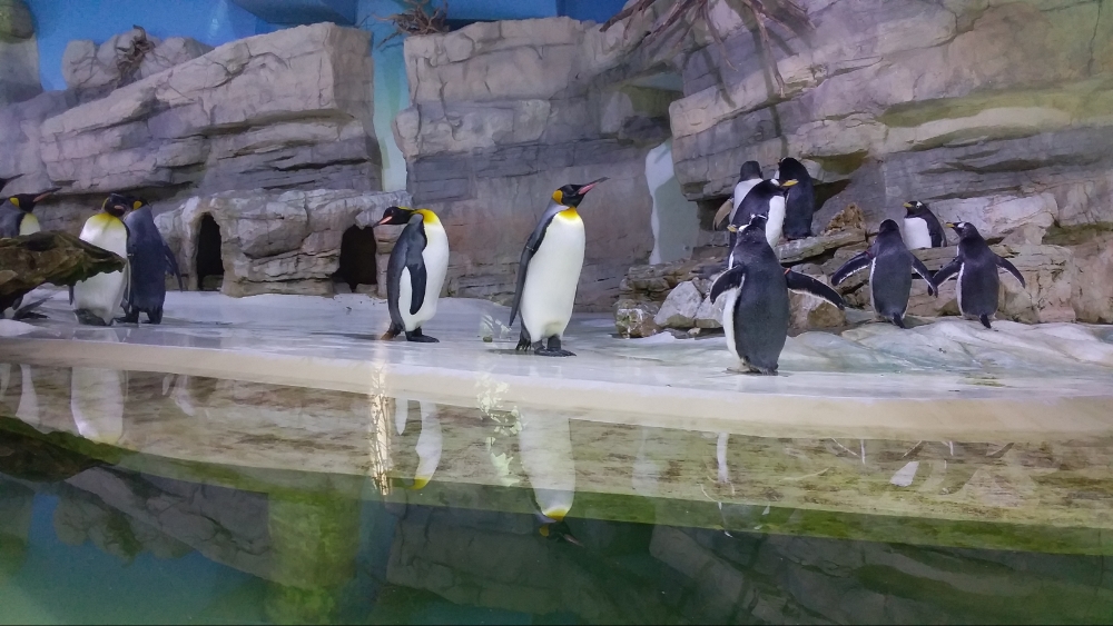 Električna invalidska kolica-skuter - Invalidska kolica - OLX.ba