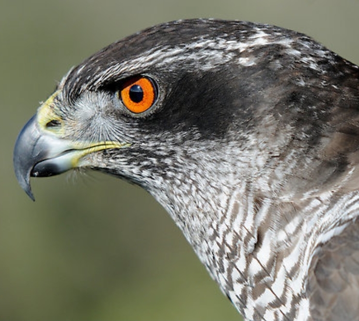 UKRASNE KOKE - Kokoške - OLX.ba