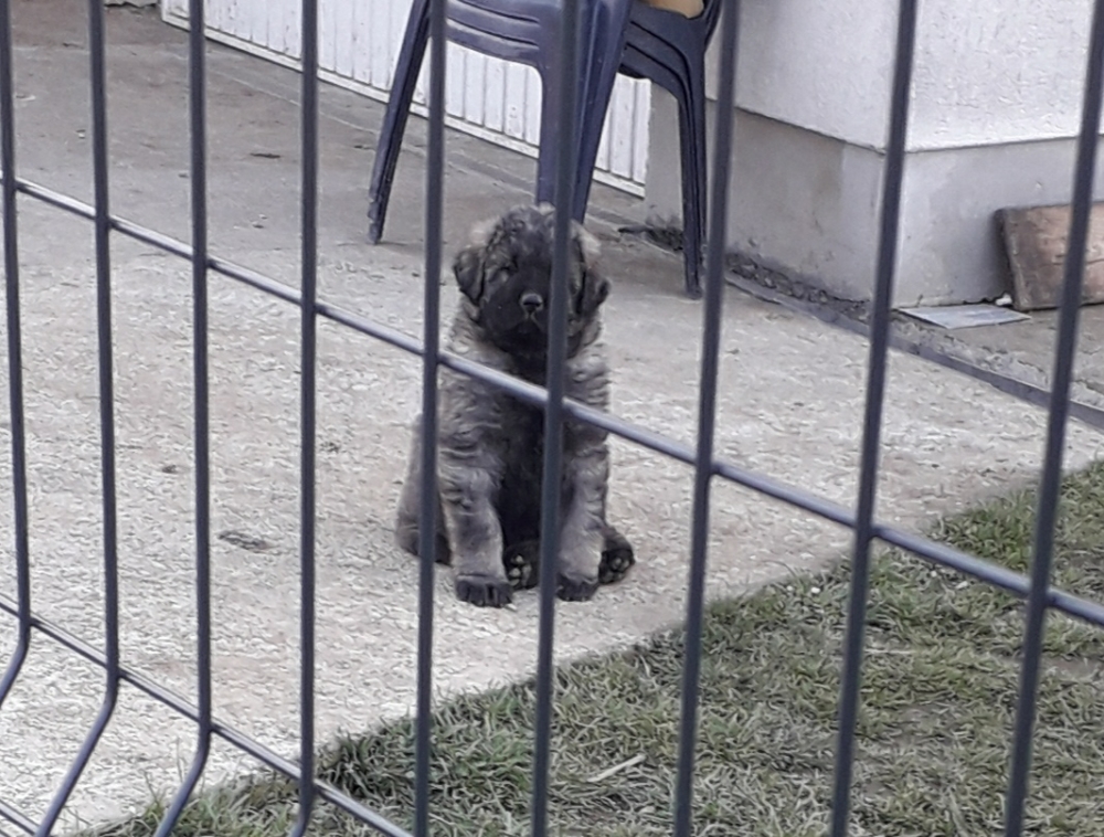 Pjetlici poklanjam - Kokoške - PIK.ba