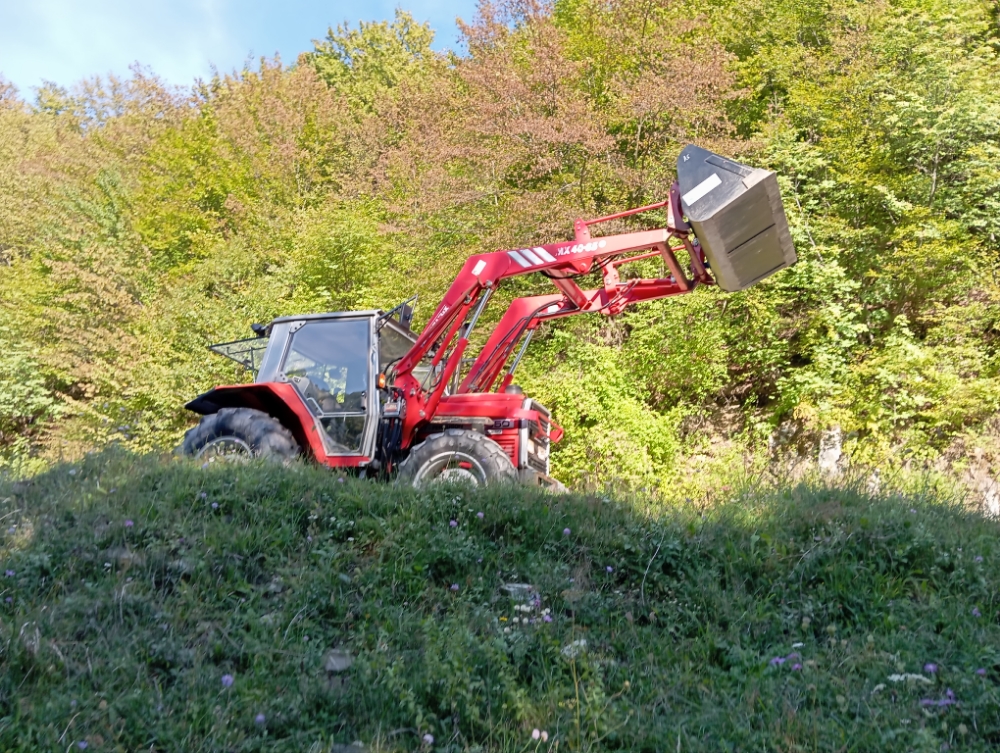 Dvije junice simental od 6mj - Krave - OLX.ba