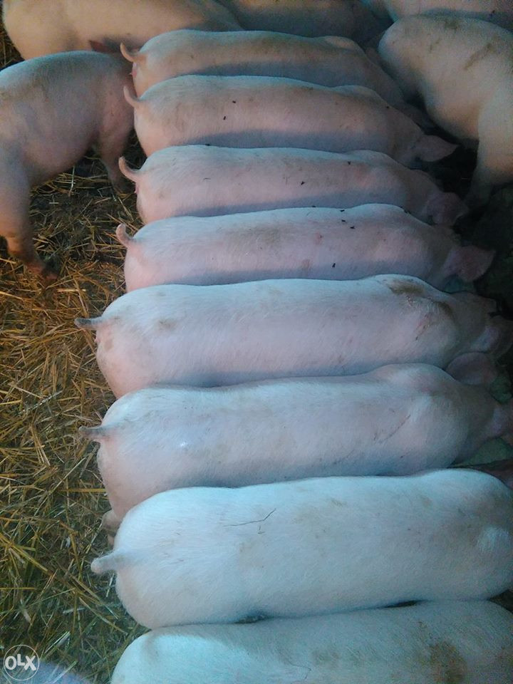 Prasici-prasad-svinje-25-30kg nerast-nazimice- kezmice - Svinje - OLX.ba