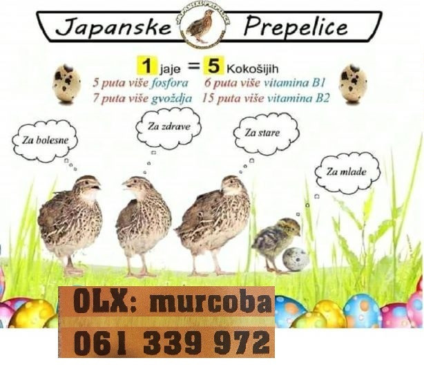 Jaja prepelica prepelice(4.skoljke 25KM)(2.=14KM)3=20KM - Jaja - OLX.ba