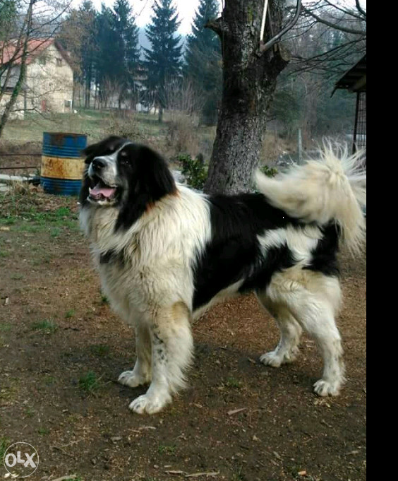 Stenad tornjaka, Tornjak stene,Tornjaci,Tornjake stenci - Psi i Štenad ...