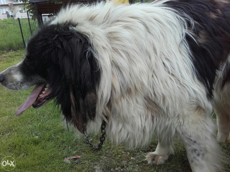 Stenad tornjaka, Tornjak stene,Tornjaci,Tornjake stenci - Psi i Štenad ...