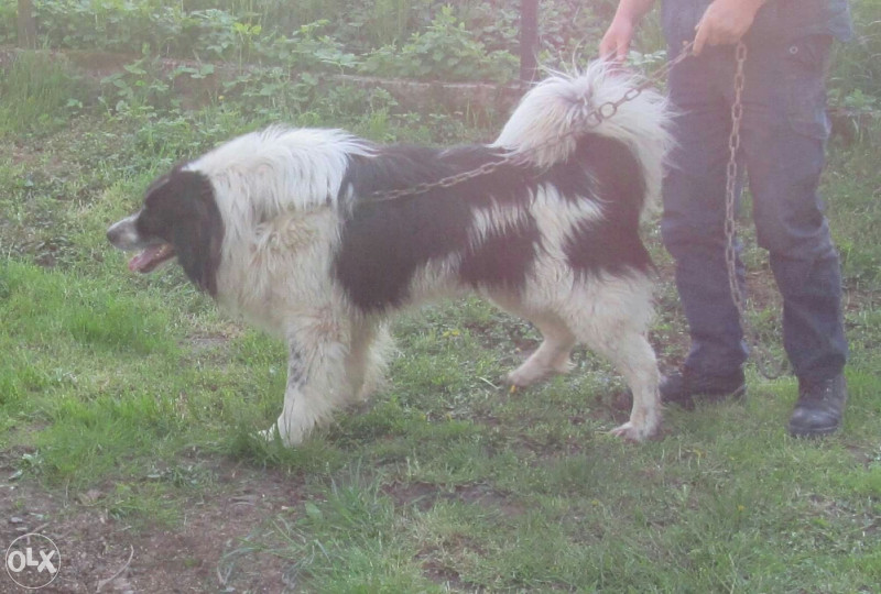 Stenad tornjaka, Tornjak stene,Tornjaci,Tornjake stenci - Psi i Štenad ...