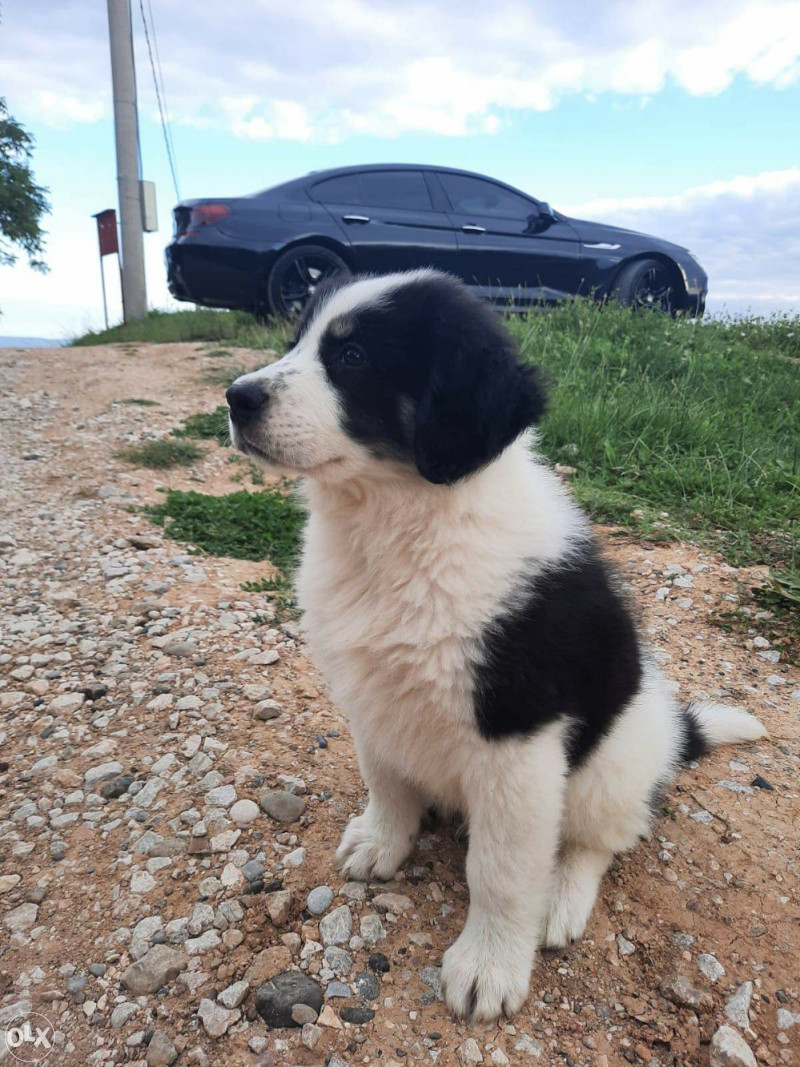 Stenad tornjaka, Tornjak stene,Tornjaci,Tornjake stenci - Psi i Štenad ...