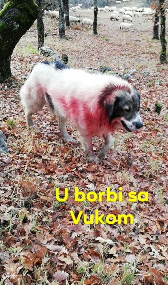 Stenad tornjaka, Tornjak stene,Tornjaci,Tornjake stenci - Psi i Štenad ...