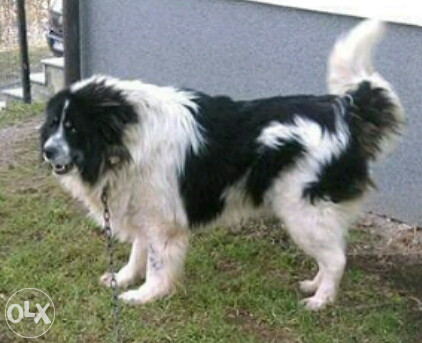 Stenad tornjaka, Tornjak stene,Tornjaci,Tornjake stenci - Psi i Štenad ...