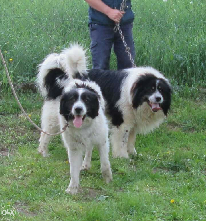 Stenad tornjaka, Tornjak stene,Tornjaci,Tornjake stenci - Psi i Štenad ...