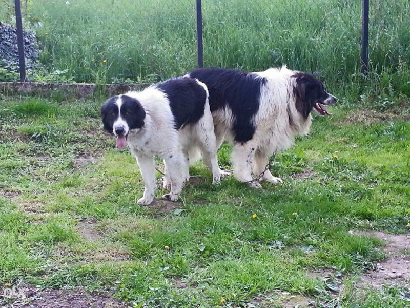 Stenad tornjaka, Tornjak stene,Tornjaci,Tornjake stenci - Psi i Štenad ...