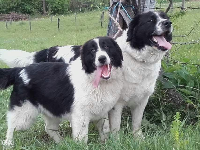 Stenad tornjaka, Tornjak stene,Tornjaci,Tornjake stenci - Psi i Štenad ...