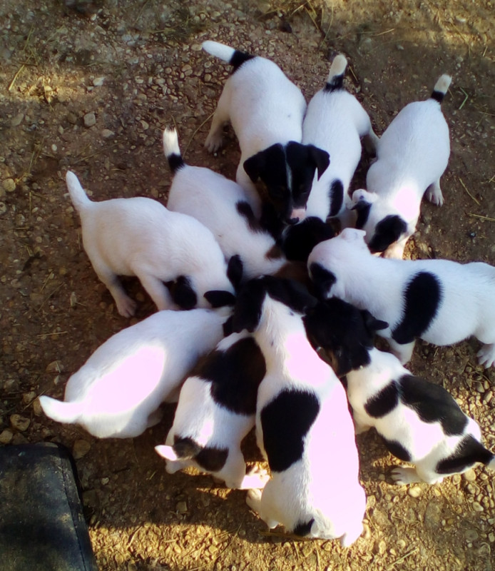 Jack Russell terrier štenci(dzek rasel) - Psi i Štenad - OLX.ba