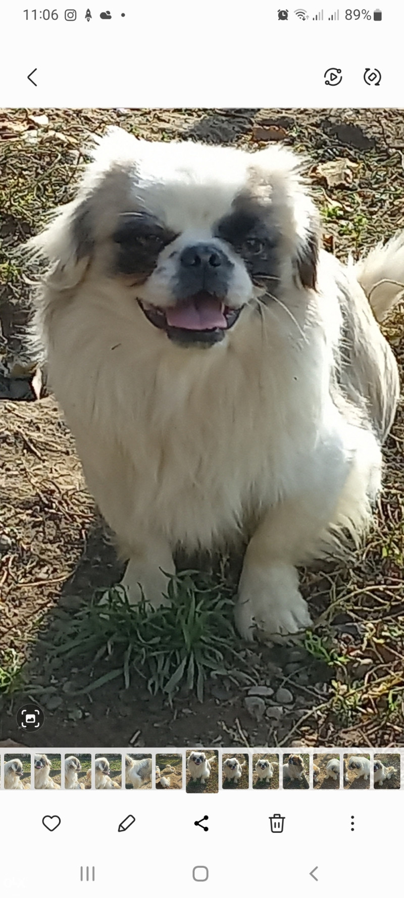 Pekinezer parenje pod nasim muzjakom - Parenje - OLX.ba