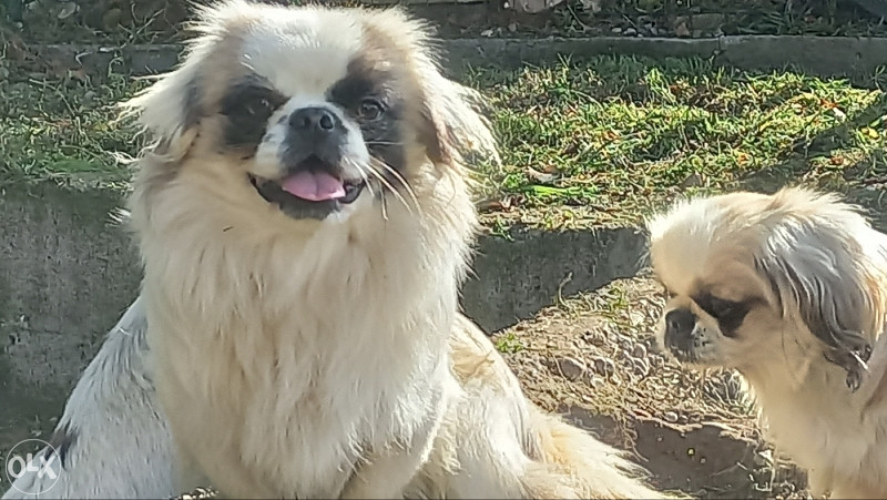Pekinezer parenje pod nasim muzjakom - Parenje - OLX.ba