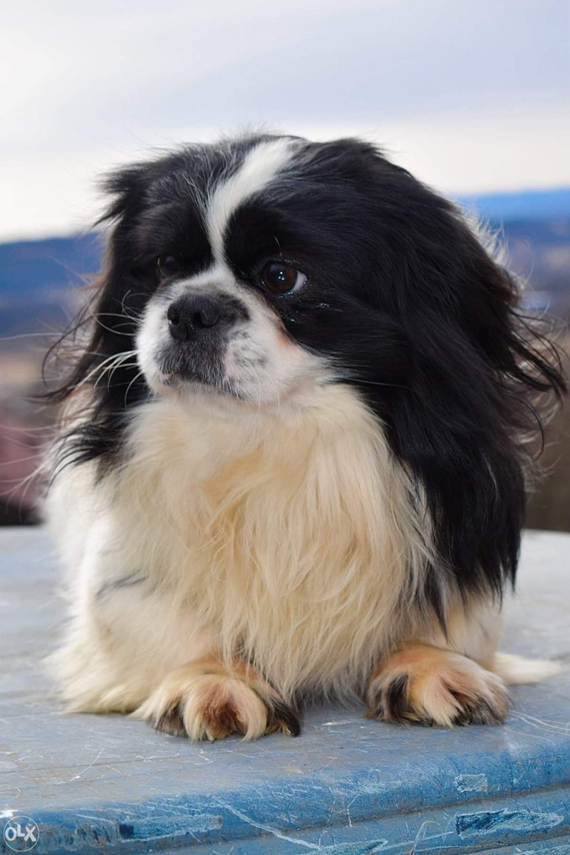 Pekinezer parenje pod nasim muzjakom - Parenje - OLX.ba