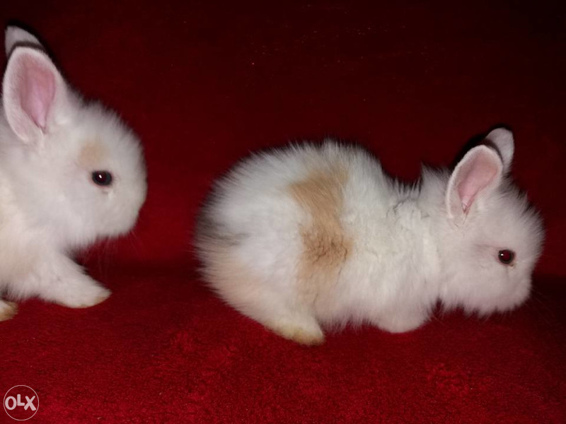 Kunic, ZEC, zeko, patuljaste zeke. Lukavac - Kunići - OLX.ba