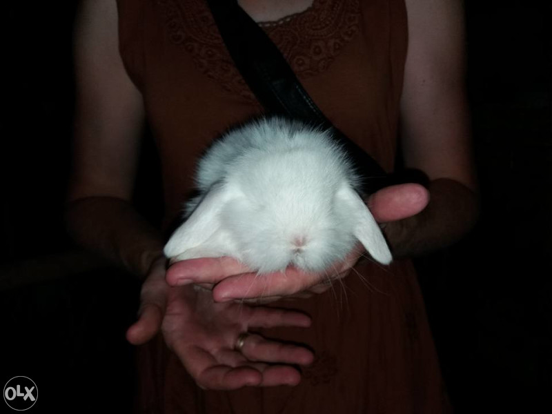 Kunic, ZEC, zeko, patuljaste zeke. Lukavac - Kunići - OLX.ba