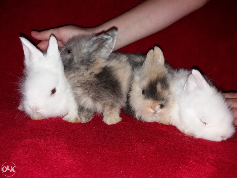 Kunic, ZEC, zeko, patuljaste zeke. Lukavac - Kunići - OLX.ba