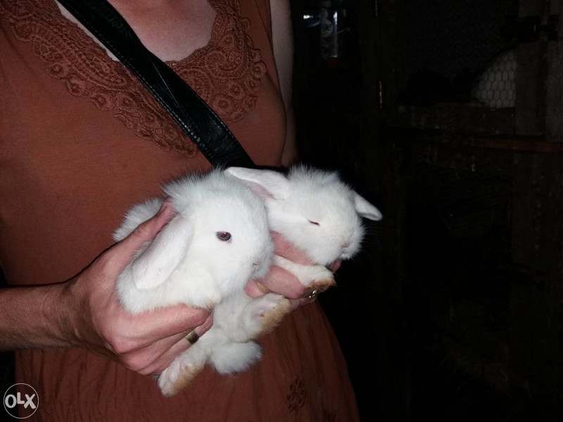 Kunic, ZEC, zeko, patuljaste zeke. Lukavac - Kunići - OLX.ba