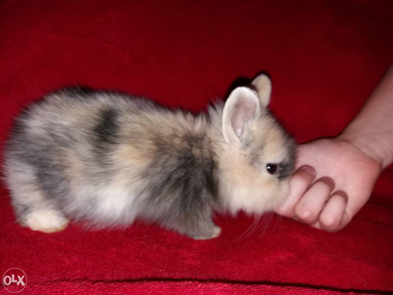 Kunic, ZEC, zeko, patuljaste zeke. Lukavac - Kunići - OLX.ba