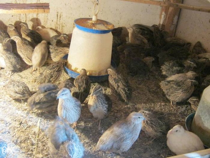 Jaja Japanske prepelice Jaja Japanskih prepelica - Jaja - OLX.ba