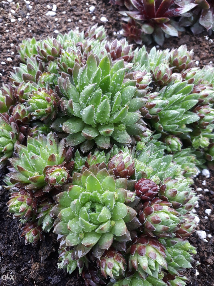Cuvarkuca / sempervivum " jovibarba- 2 " 9 - Sadnice - OLX.ba