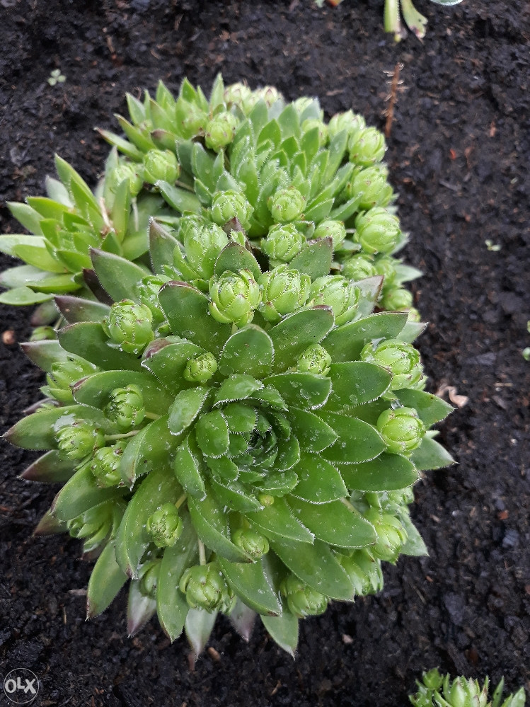 Cuvarkuca / sempervivum " jovibarba- 2 " 9 - Sadnice - OLX.ba