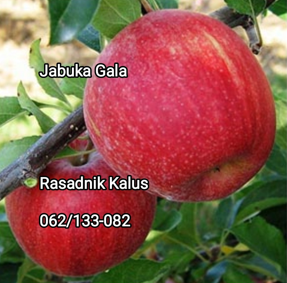 Sadnice jabuke sadnica jabuka red chief jonagold gala - Sadnice - OLX.ba