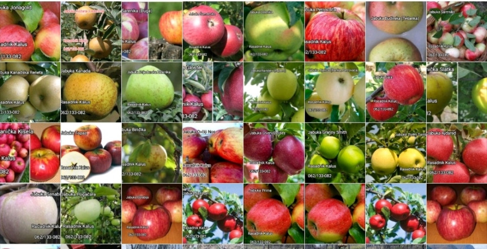 Sadnice jabuke sadnica jabuka red chief jonagold gala - Sadnice - OLX.ba