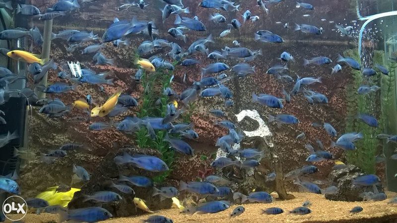 Akvarijumske ribice - preko 100 vrsta - Ribice - OLX.ba