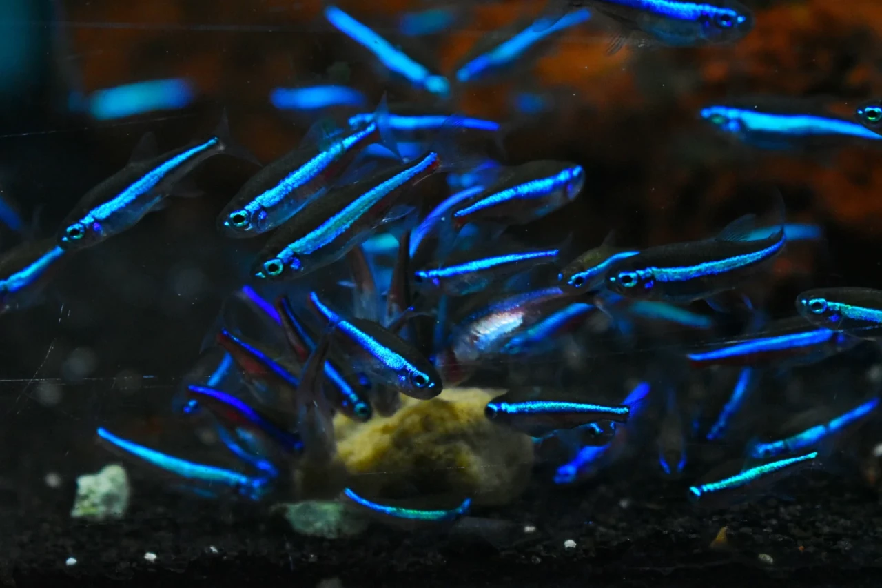 Simulans neonka - Ribice - OLX.ba