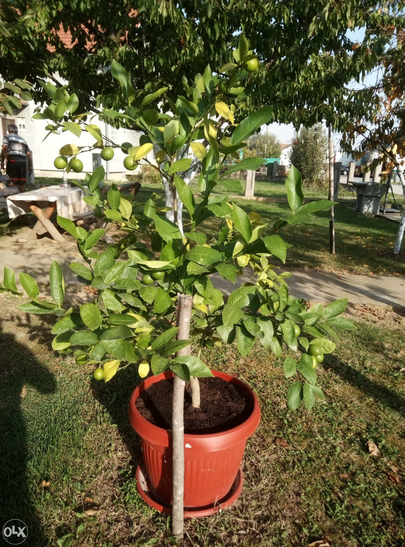 Stablo Limuna - Biljke i cvijeće - OLX.ba