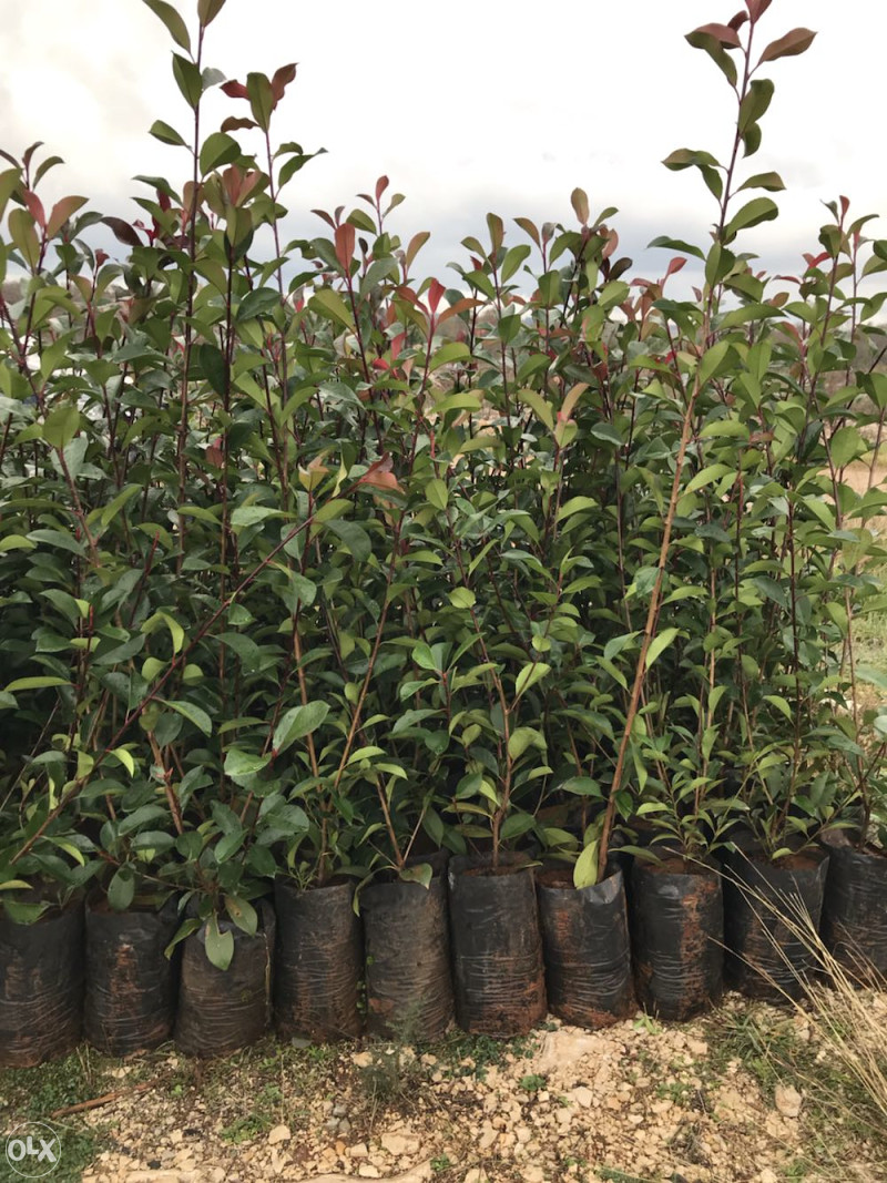 Fotinija Photinia sadnice (Fotinija) - Sadnice - OLX.ba