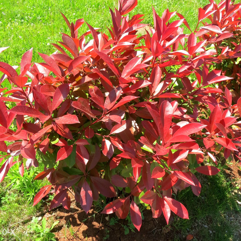 Photinia sadnice (Fotinija) - Sadnice - OLX.ba
